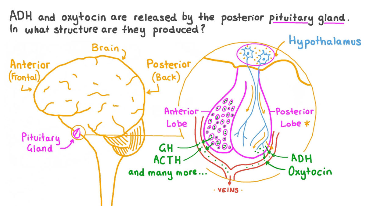 Where is Antidiuretic Hormone Produced? Understanding Its Role and ...